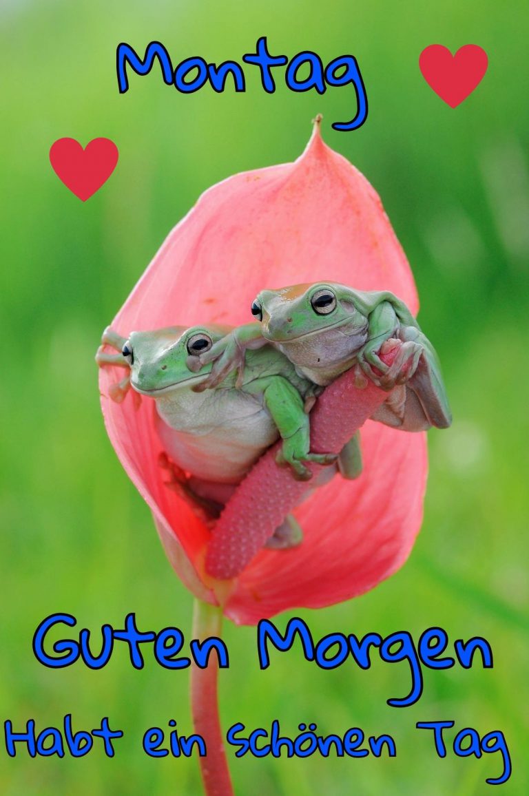 Schönen montag morgen | Bilder und Sprüche für Whatsapp und Facebook ...